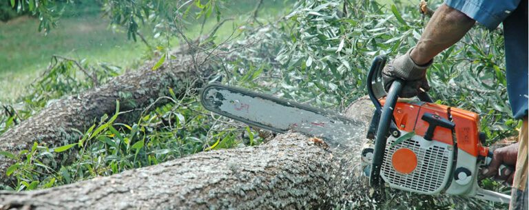 Safety Tips for Tree Service Workers - SafeWork Insider